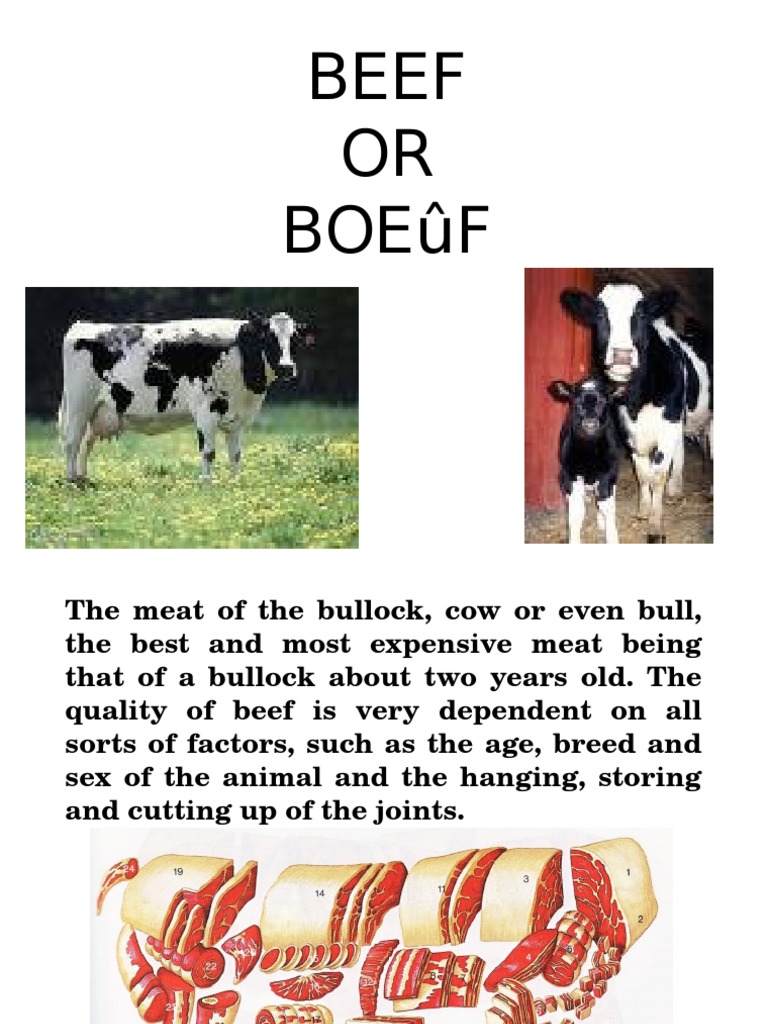 Beef | Download Free PDF | Beef | Steak