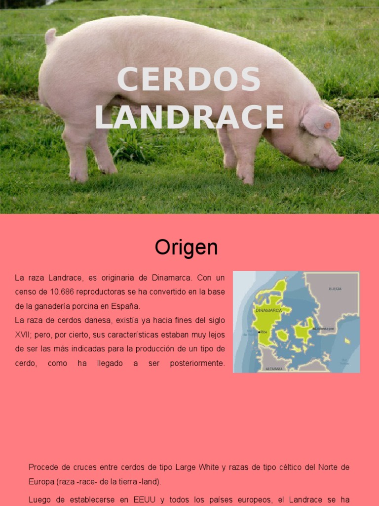 Cerdos Landrace | PDF