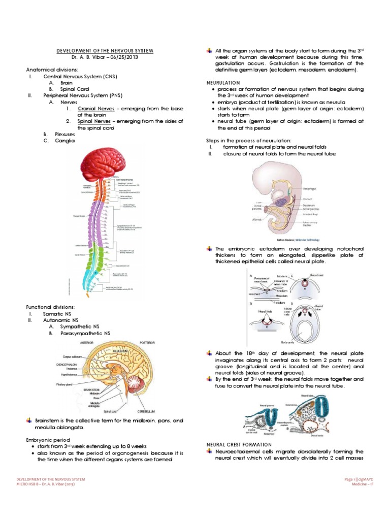 Development of The Nervous System | PDF | Nervous System | Spinal Cord