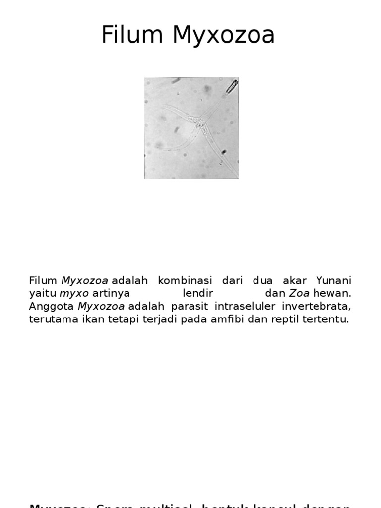 Filum Myxozoa | PDF