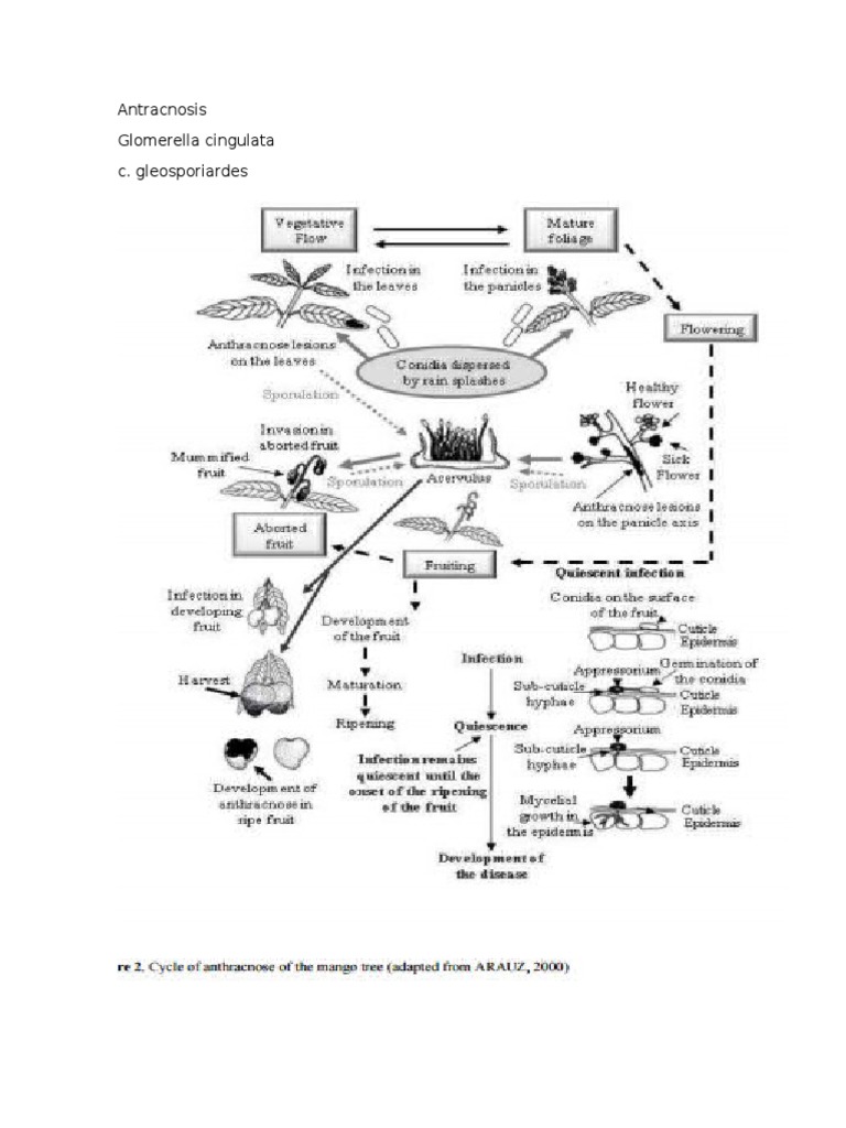 Antracnosis Glomerella Cingulata C. Gleosporiardes | PDF