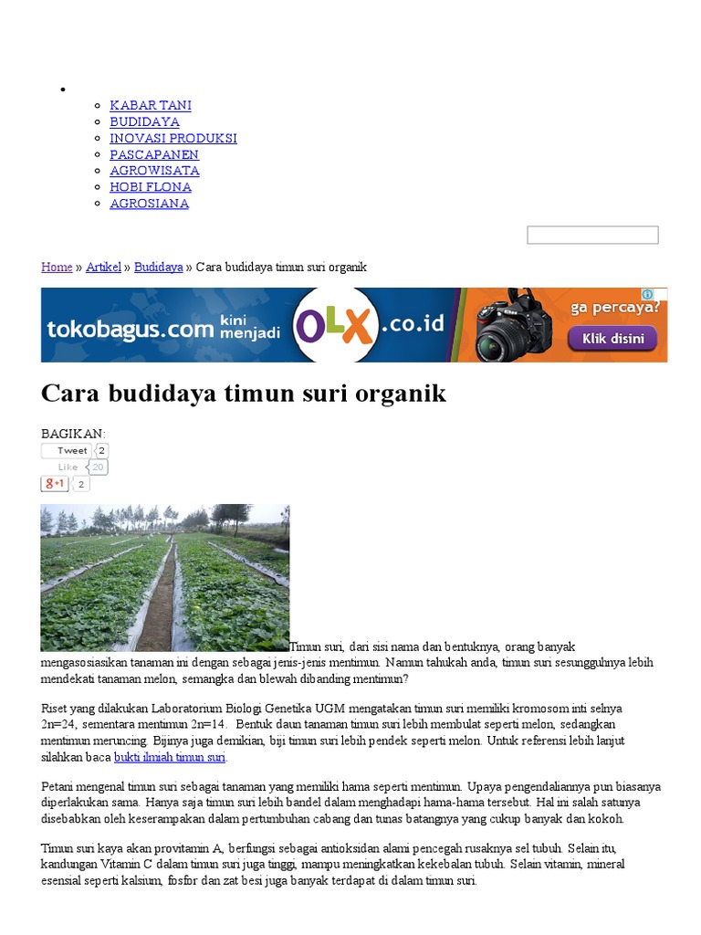 Cara Budidaya Timun Suri Organik | PDF