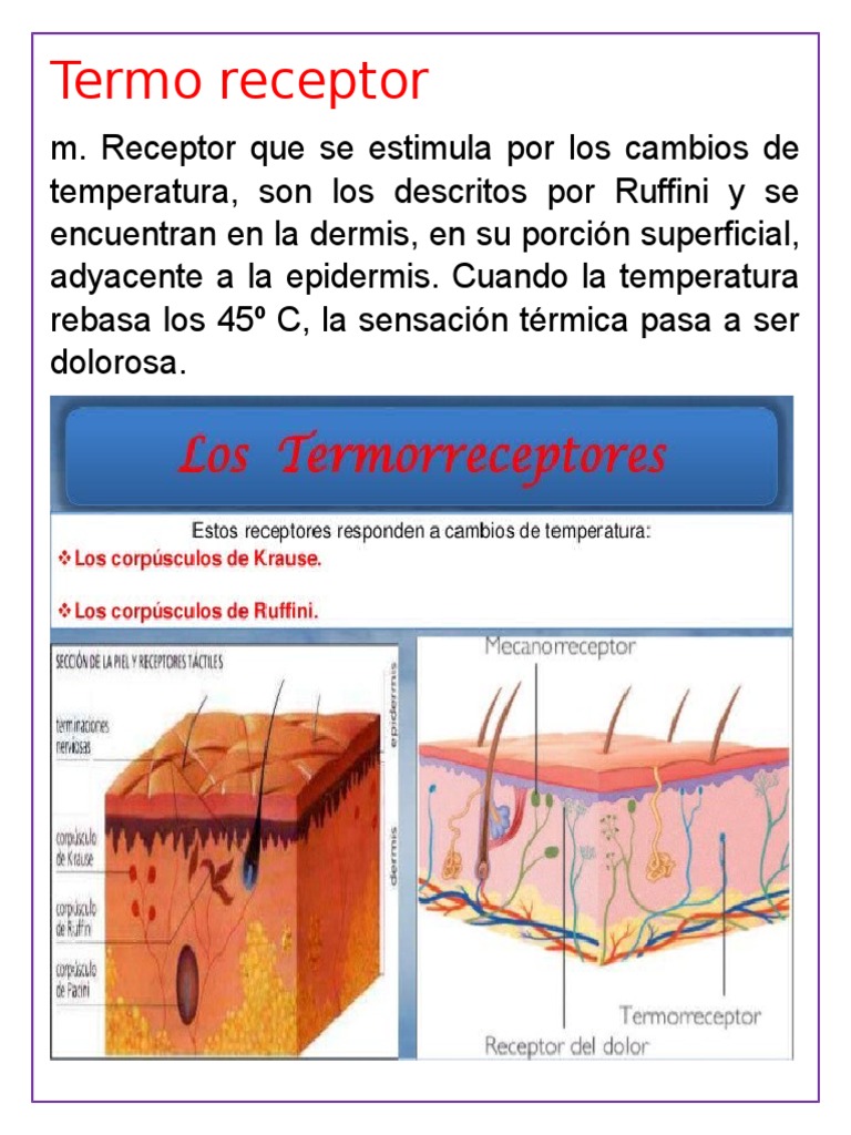 Termo Receptor | PDF