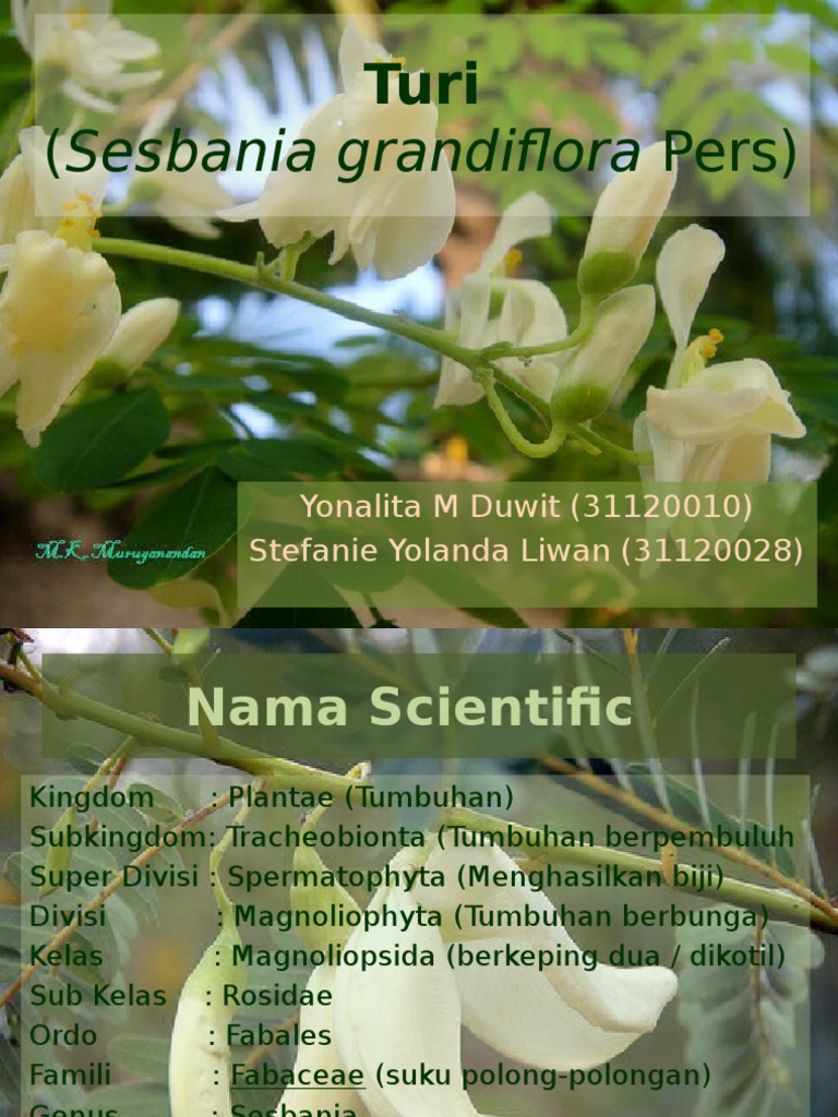 Bunga Turi | PDF