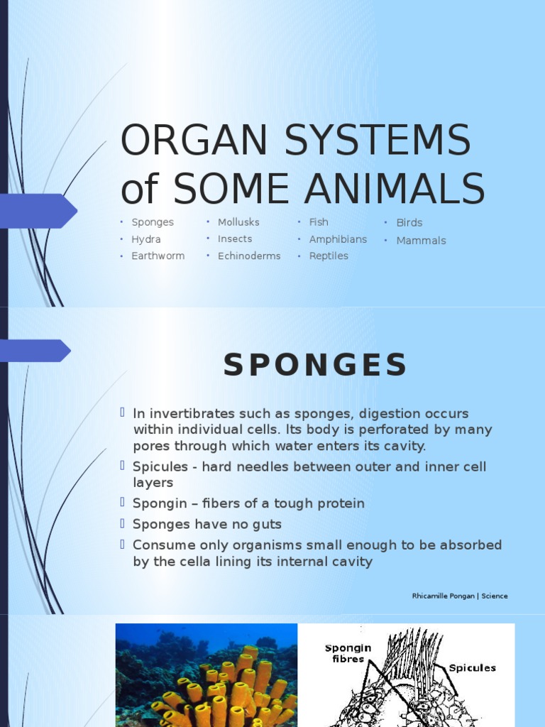 Organ Systems of Some Animals | PDF