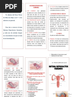 Triptico Del Sistema Excretor | PDF | Sistema urinario | Riñón