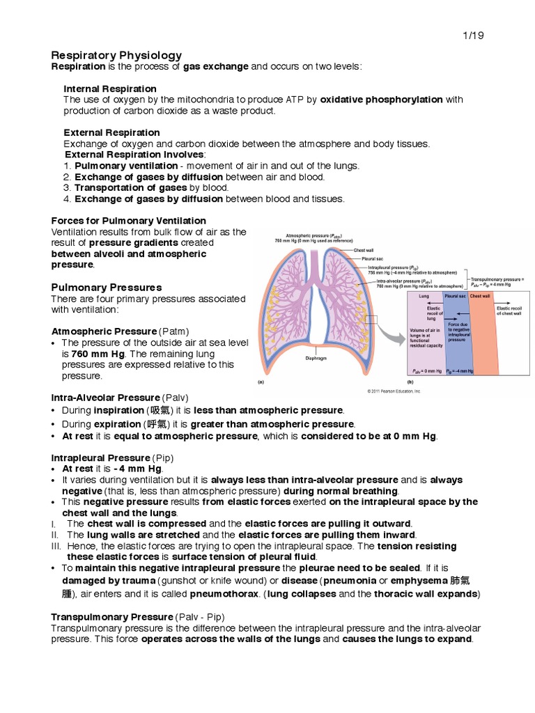 Respiratory Physiology Note | PDF | Hemoglobin | Exhalation