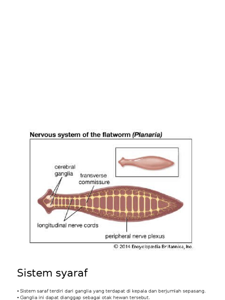 Saraf Cacing | PDF | Sains & Matematika