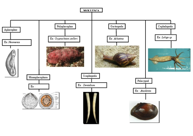 Mollusca Classification Guide | PDF
