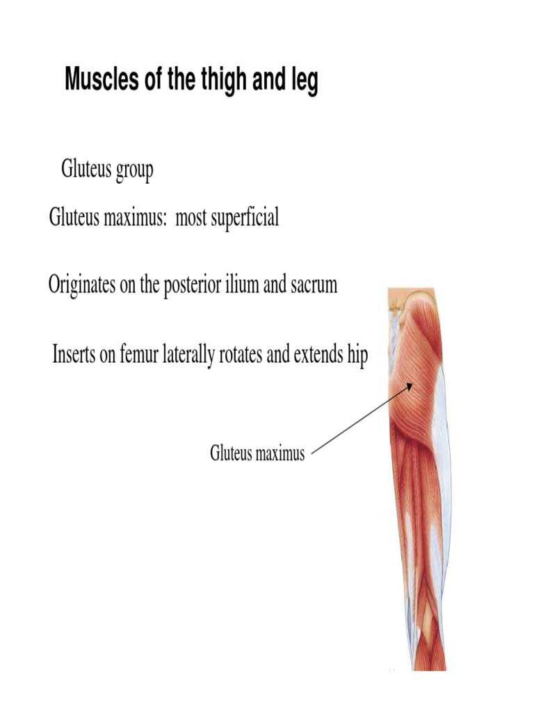 Muscles of The Thigh and Leg | PDF | Human Leg | Primate Anatomy