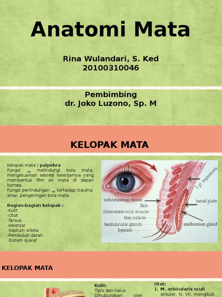 Anatomi Mata | PDF