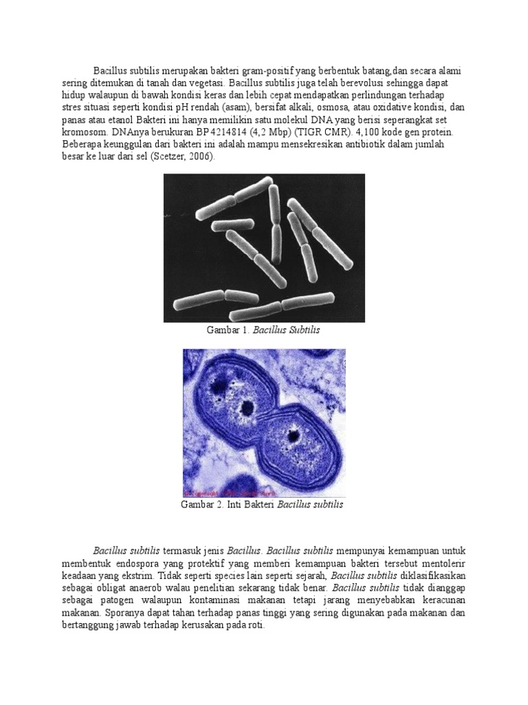 Bacillus Subtilis Merupakan Bakteri Gram | PDF