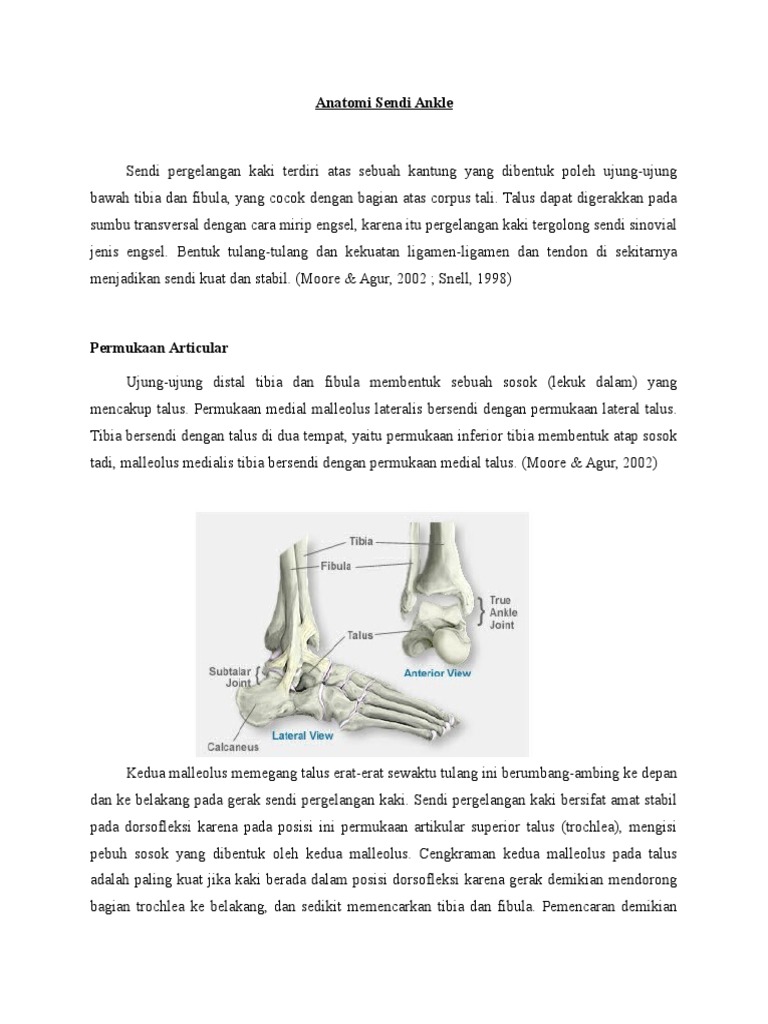 Anatomi Sendi Ankle