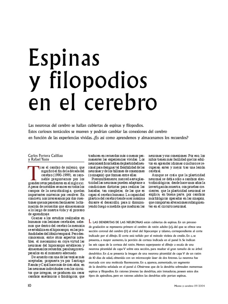 Espinas y Filopodios | PDF | Neuroplasticidad | Neurona
