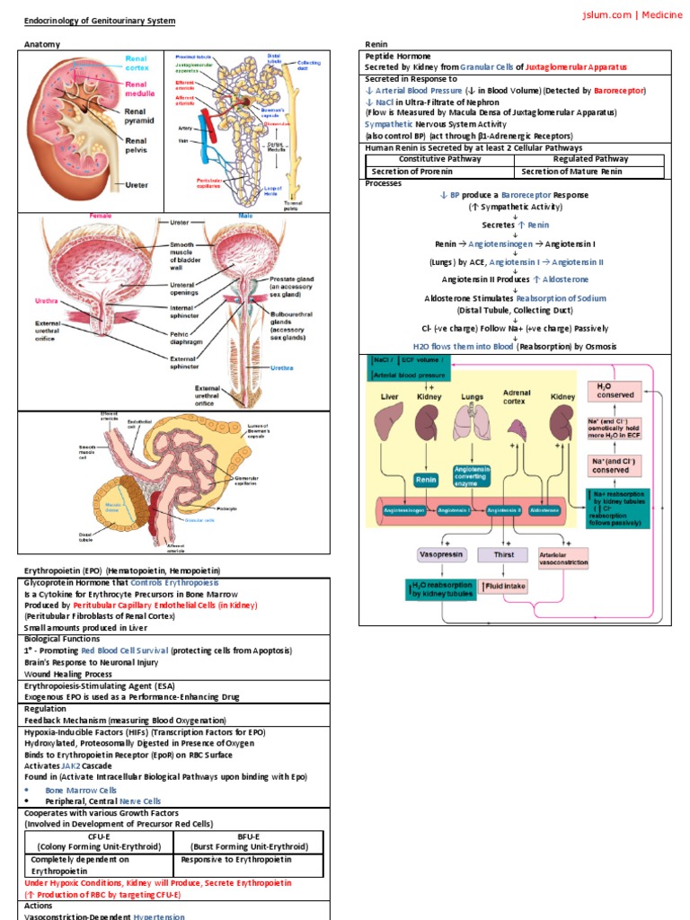 Endocrinology of Genitourinary System | PDF | Menstrual Cycle ...