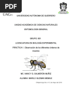 Ciclo de Vida Insectos | PDF