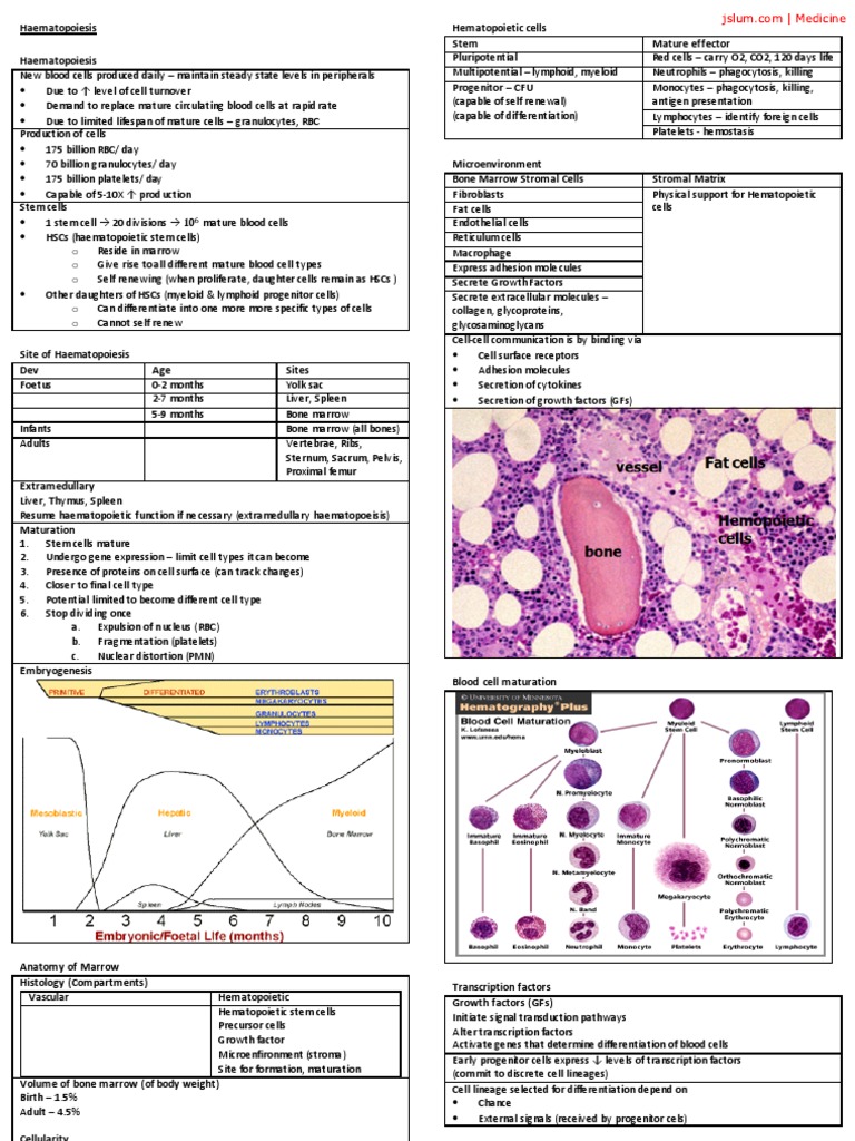 Haematopoiesis | PDF | Haematopoiesis | Hematopoietic Stem Cell