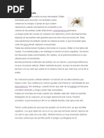 Ciclo de vida y reproducción de arañas | PDF | Araña | Huevo