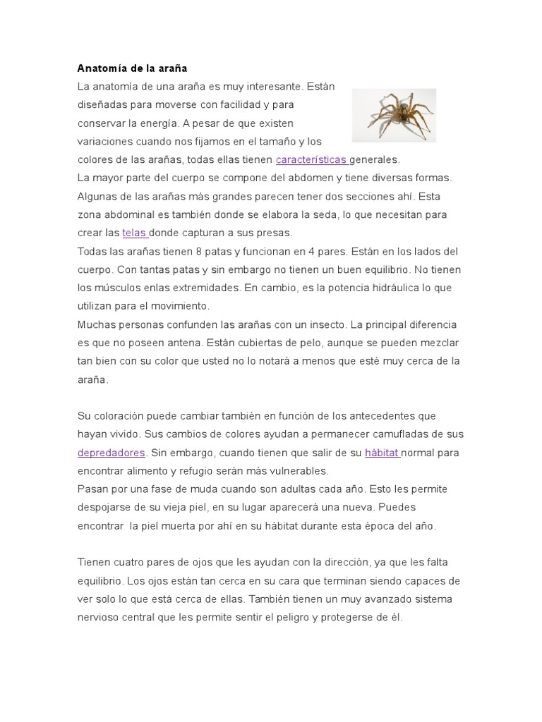 Anatomía de La Araña | Araña | Telaraña
