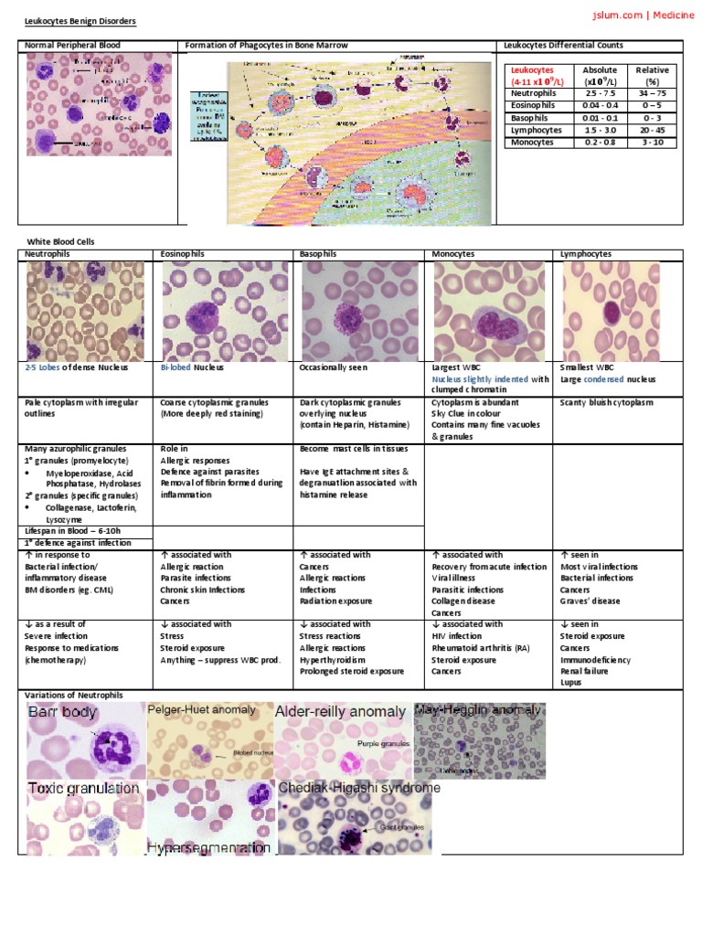 Leukocytes Benign Disorders | PDF | White Blood Cell | Health Sciences