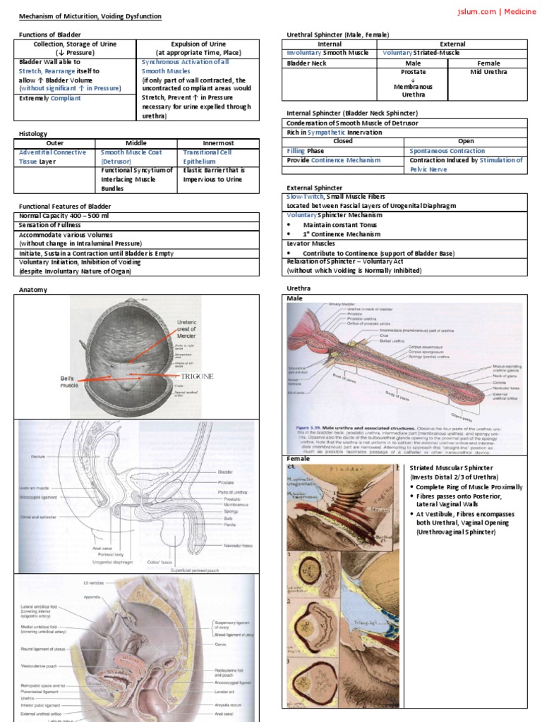 Mechanism of Micturition | Urination | Urinary Bladder