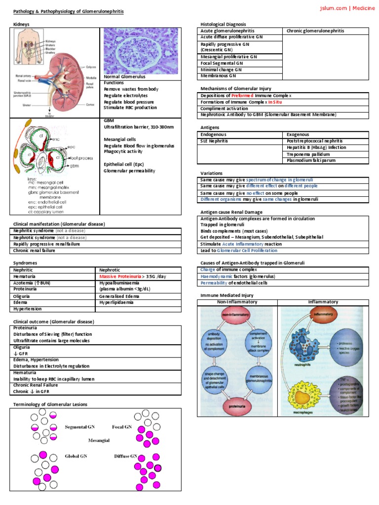 Pathology Glomerulonephritis | PDF | Diseases And Disorders | Kidney