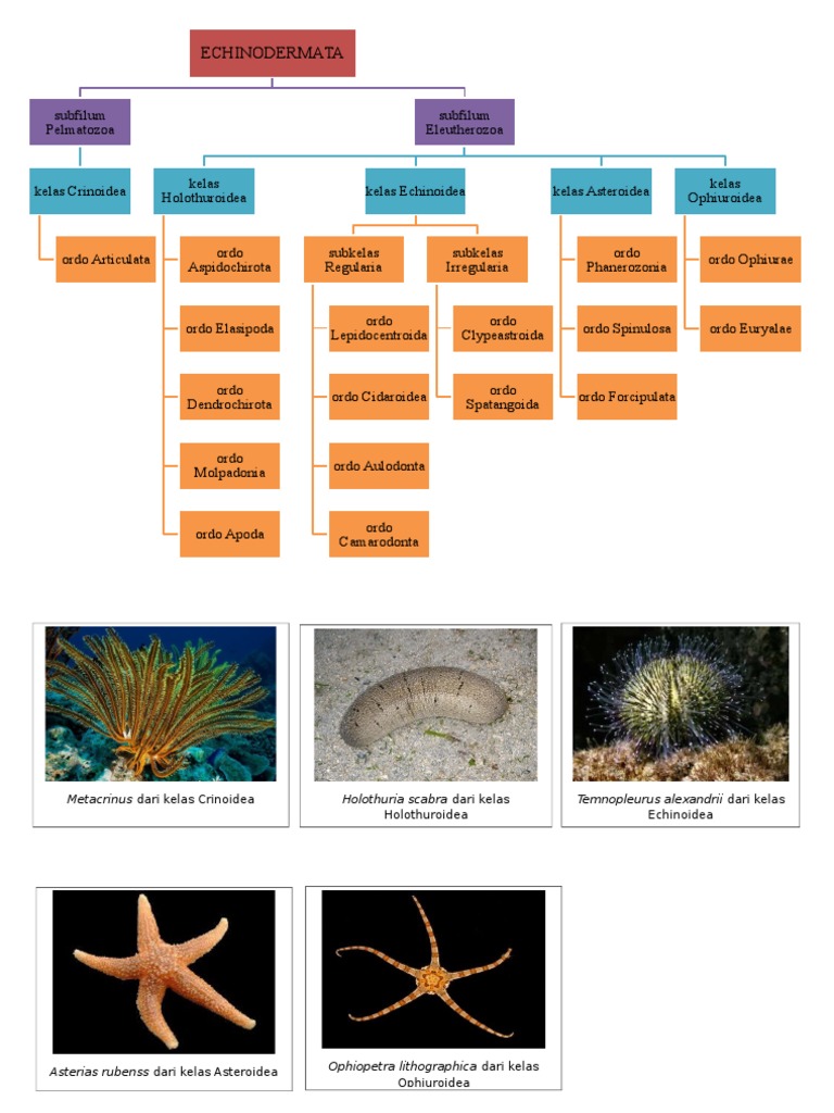 Bagan Echinodermata | PDF | Griya & Taman | Sains & Matematika