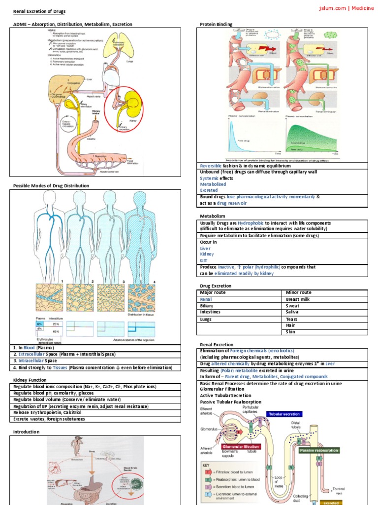 Renal Excretion of Drugs | Kidney | Renal Function