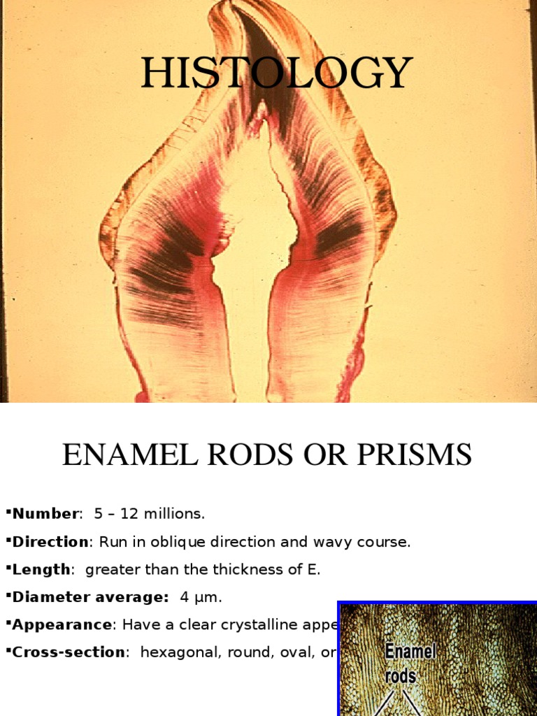 Enamel Histology | Tooth Enamel | Dentin