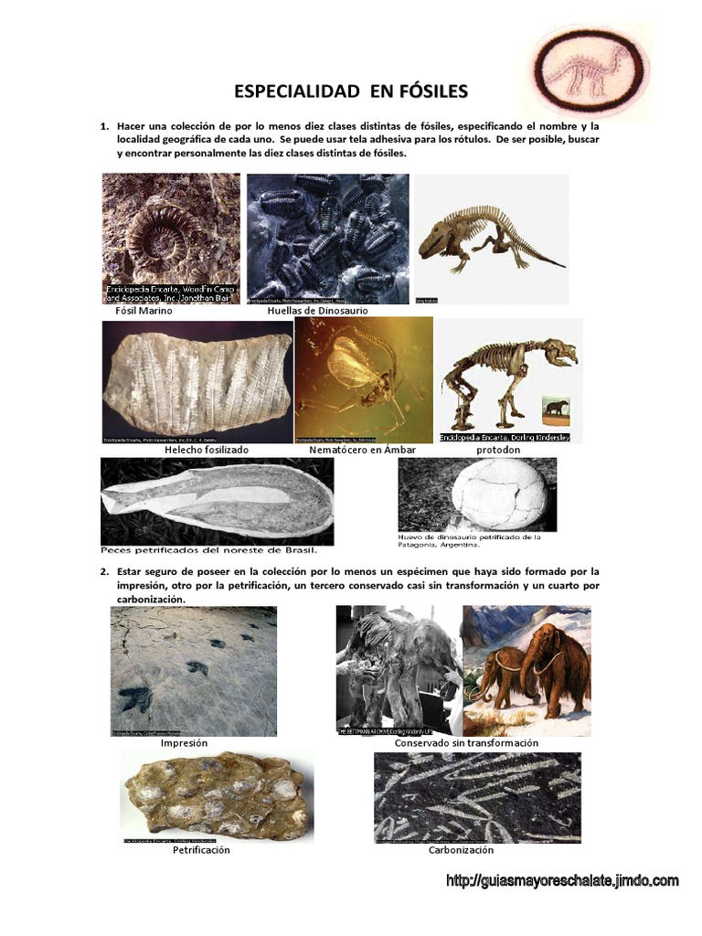 FÓSILES | Era de Hielo | Fósil