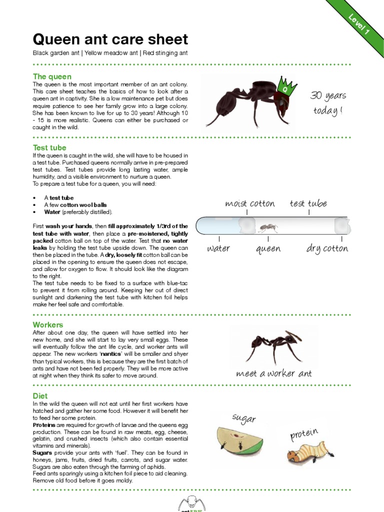 Queen Ant Care Sheet | Ant | Habitat