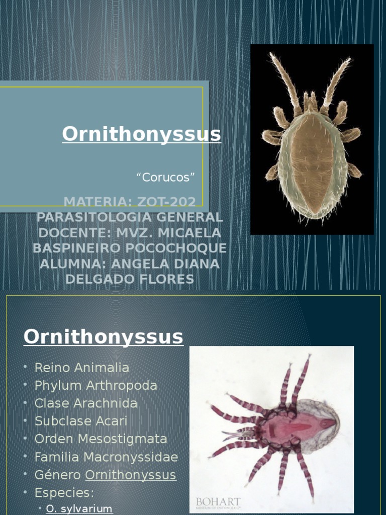 Ornithonyssus | PDF | Organismos | Naturaleza