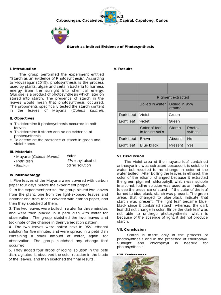 Botany Formal Report | PDF | Photosynthesis | Starch