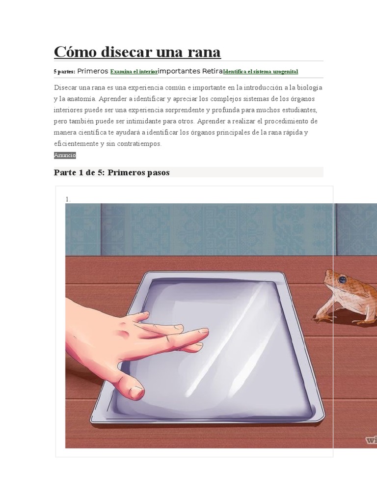Cómo Disecar Una Rana | PDF | Sistema digestivo humano | Estómago