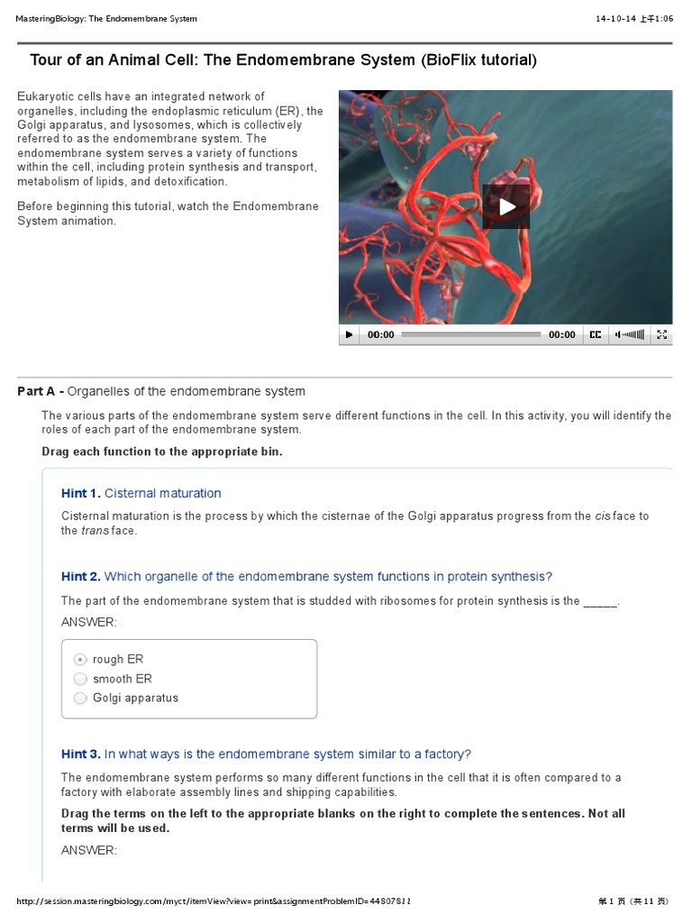 MasteringBiology - The Endomembrane System | PDF | Endoplasmic ...