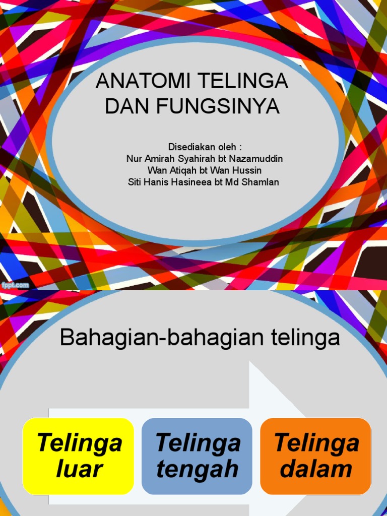Anatomi Telinga Dan Fungsinya | PDF