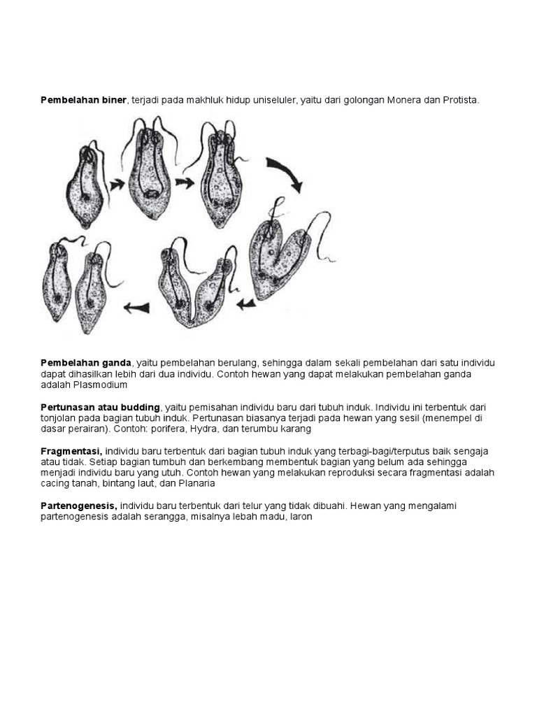 Reproduksi Seluler pada Organisme Uniseluler dan Multiseluler | PDF