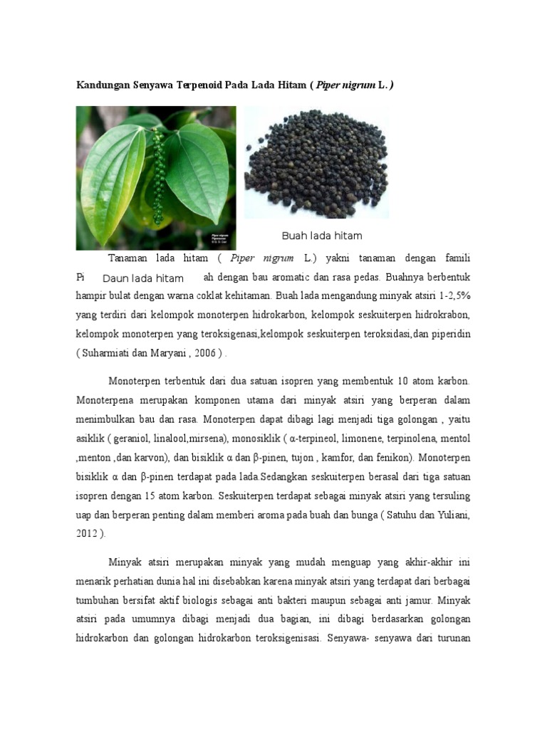 Kandungan Senyawa Terpenoid Pada Daun Lada Hitam | PDF