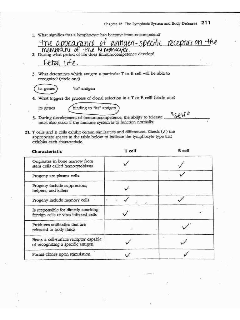 Immune System Worksheet Key | PDF