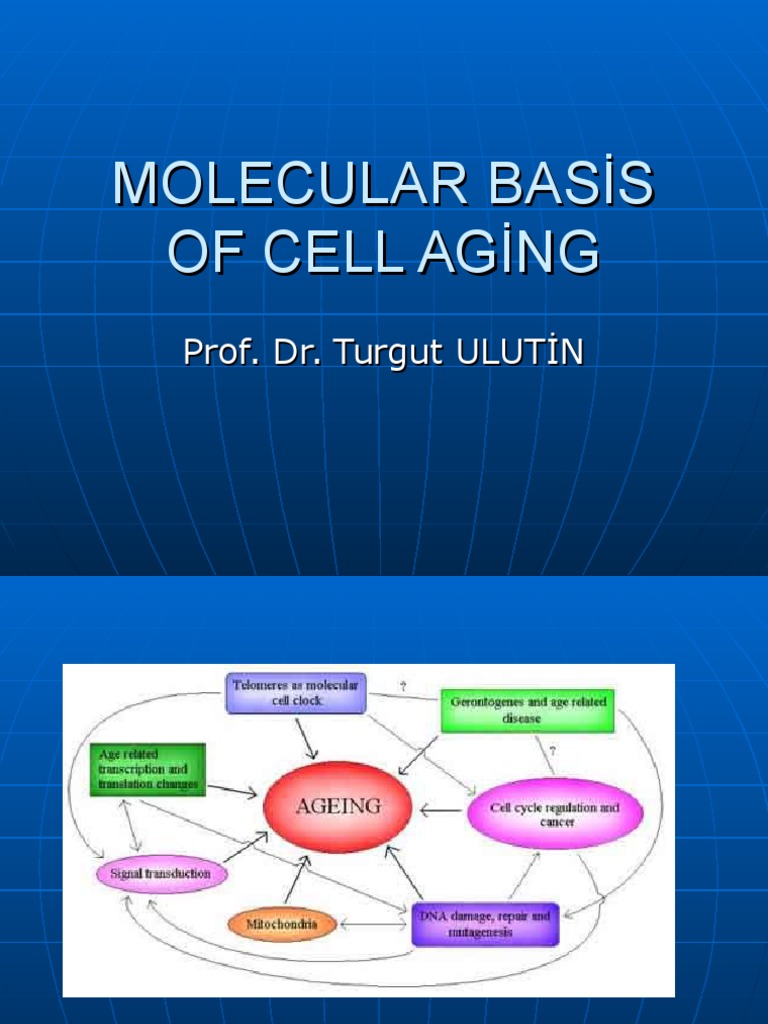 Molecular Basis of Cell Aging | PDF | Apoptosis | Telomere