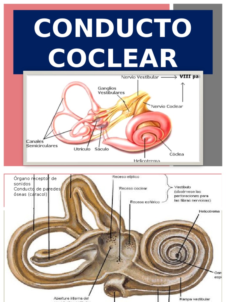 conducto coclear | Citoplasma | Célula (Biología)