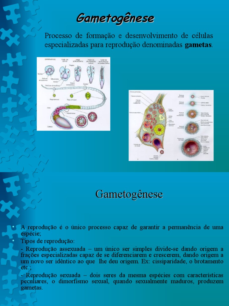 Gametogênese | PDF | Sistema reprodutivo de mamíferos | Reprodução