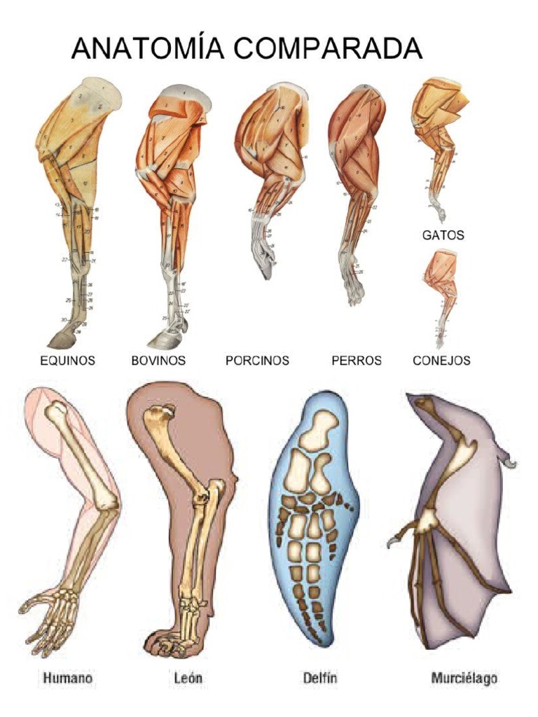Anatomía Comparada | PDF