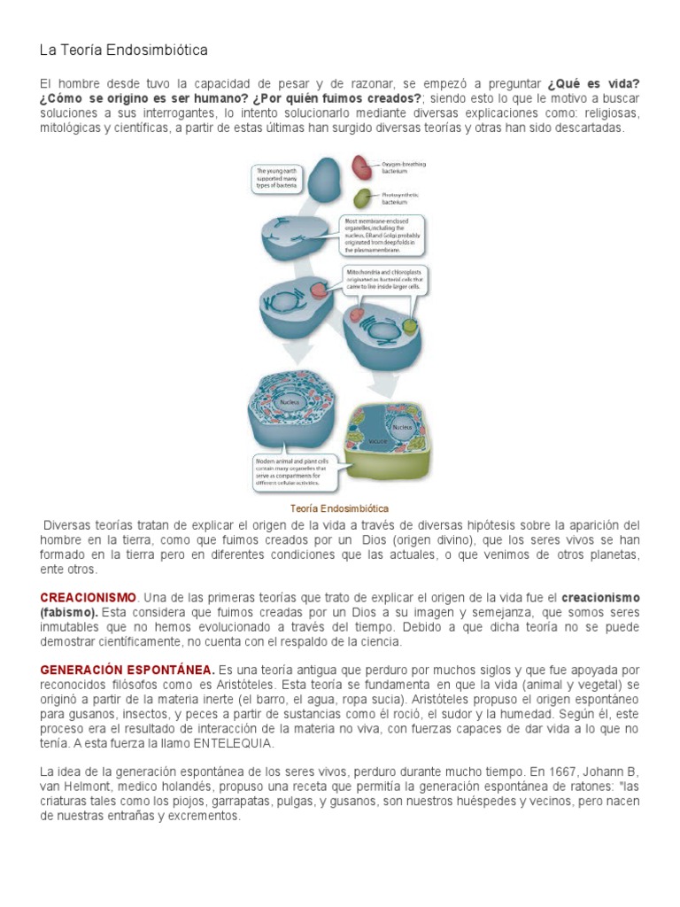 La Teoría Endosimbiótica | Biología Celular) | Mitocondria