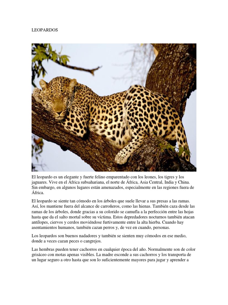 Leopardos | PDF | Leopardo | Felidae