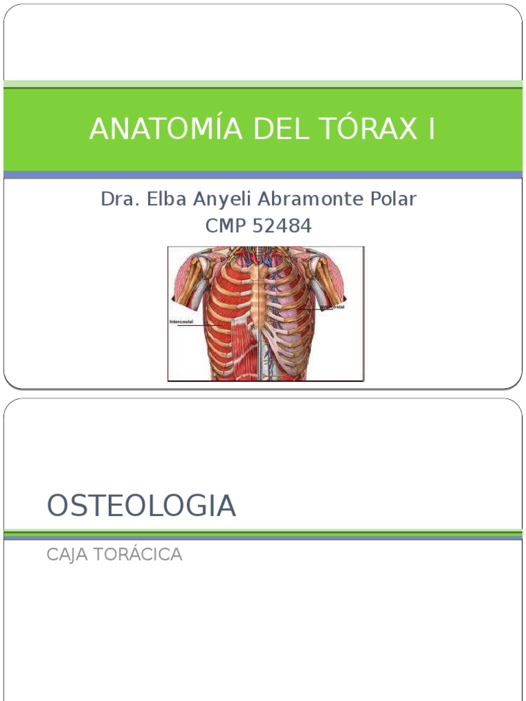 Anatomía Del Tórax | PDF | Tórax | Corazón