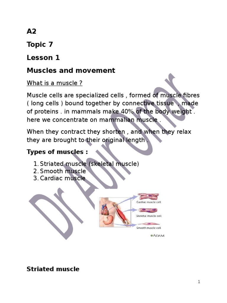 A2-Topic 7 - Lesson1-Muscles and Movement | PDF | Muscle Contraction ...
