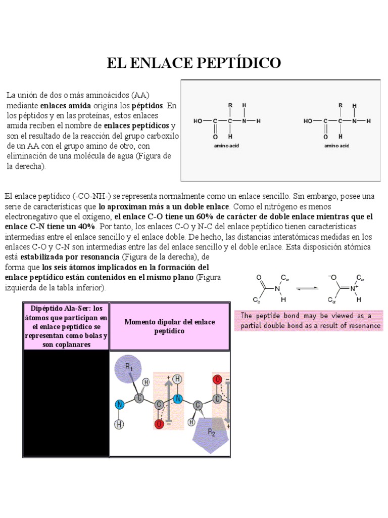 El Enlace Peptídico | Enlace químico | Péptido