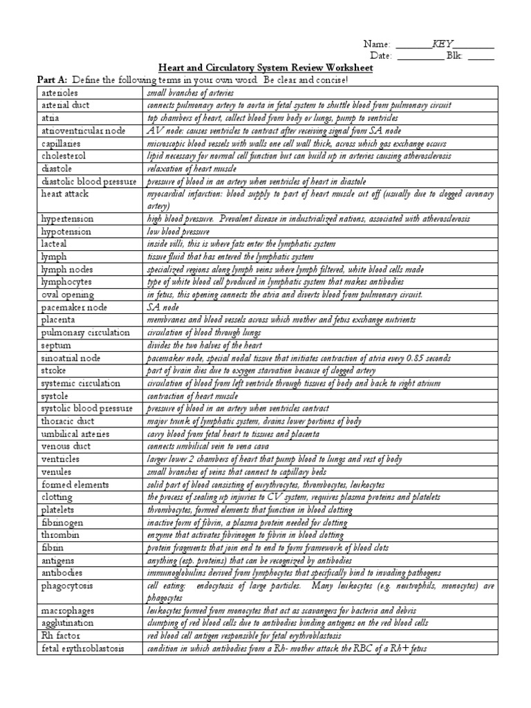 Circulatory System Review Worksheet KEY Heart Valve Atrium Heart 