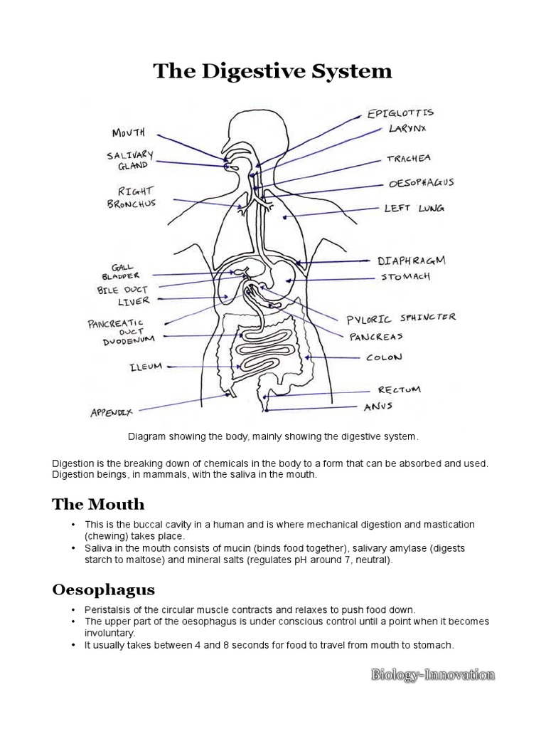 Digestive System Diagram | PDF | Digestion | Stomach